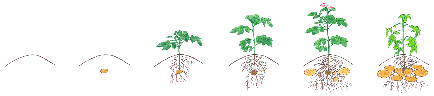 Potato Germination Diagram A) Schematic Representation (hand Drawn By