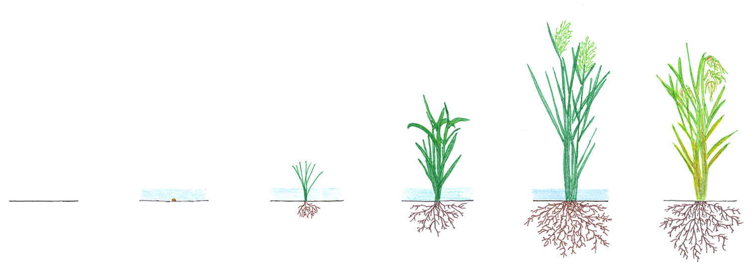 Single Rice Plant